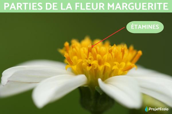 Parties de la fleur marguerite - Résumé COMPLET