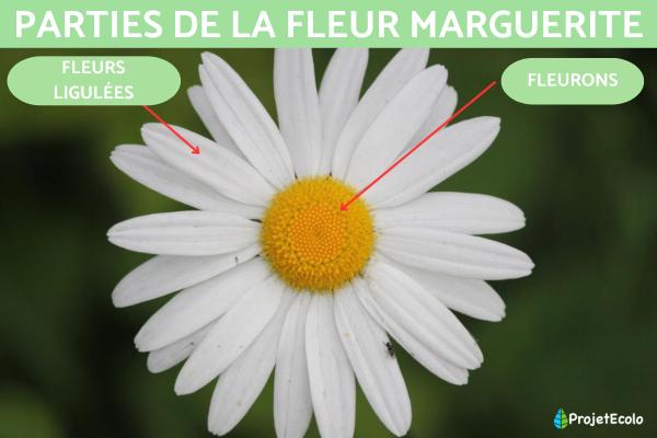 Parties de la fleur marguerite - Résumé COMPLET