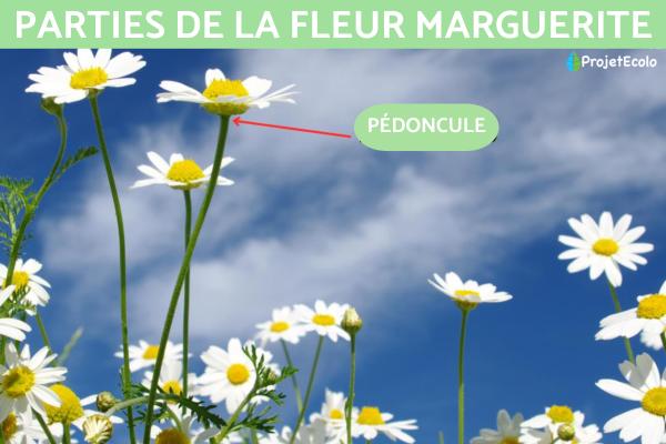 Parties de la fleur marguerite - Résumé COMPLET