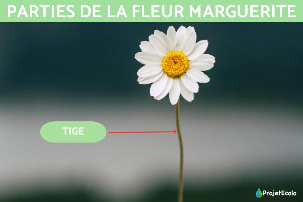 Parties de la fleur marguerite - Résumé COMPLET