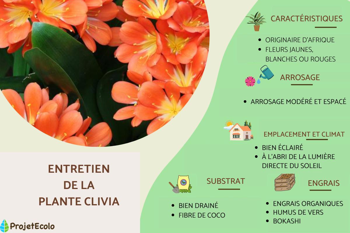 Entretien de la PLANTE CLIVIA - Guide pratique de jardinage