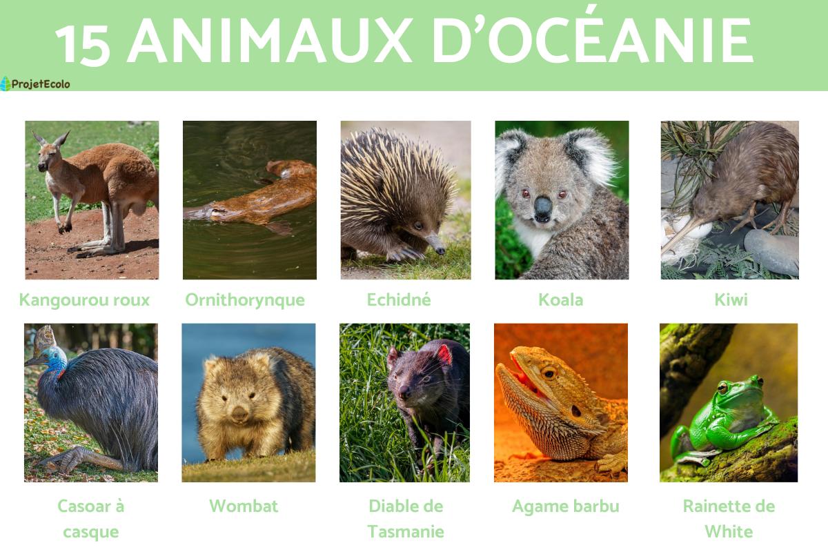 15 ANIMAUX d'OCÉANIE - avec des PHOTOS