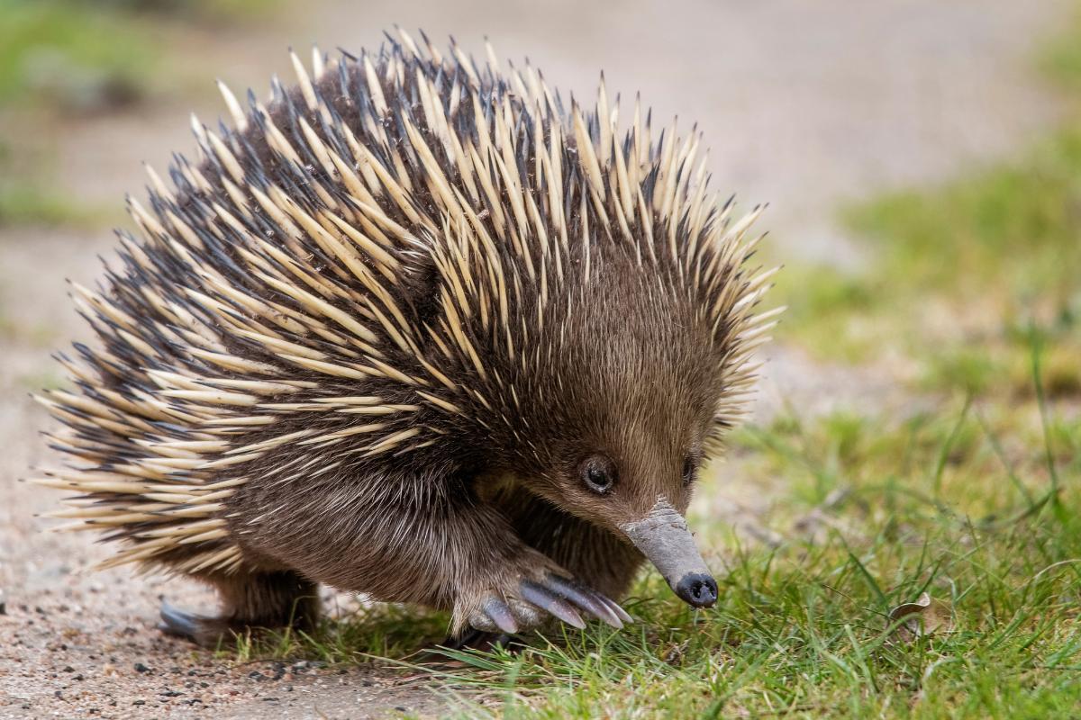 15 ANIMAUX d'OCÉANIE - avec des PHOTOS