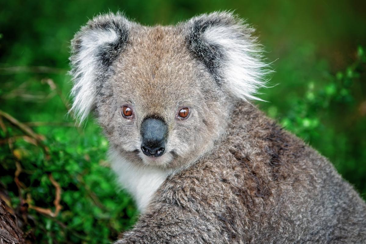15 ANIMAUX d'OCÉANIE - avec des PHOTOS