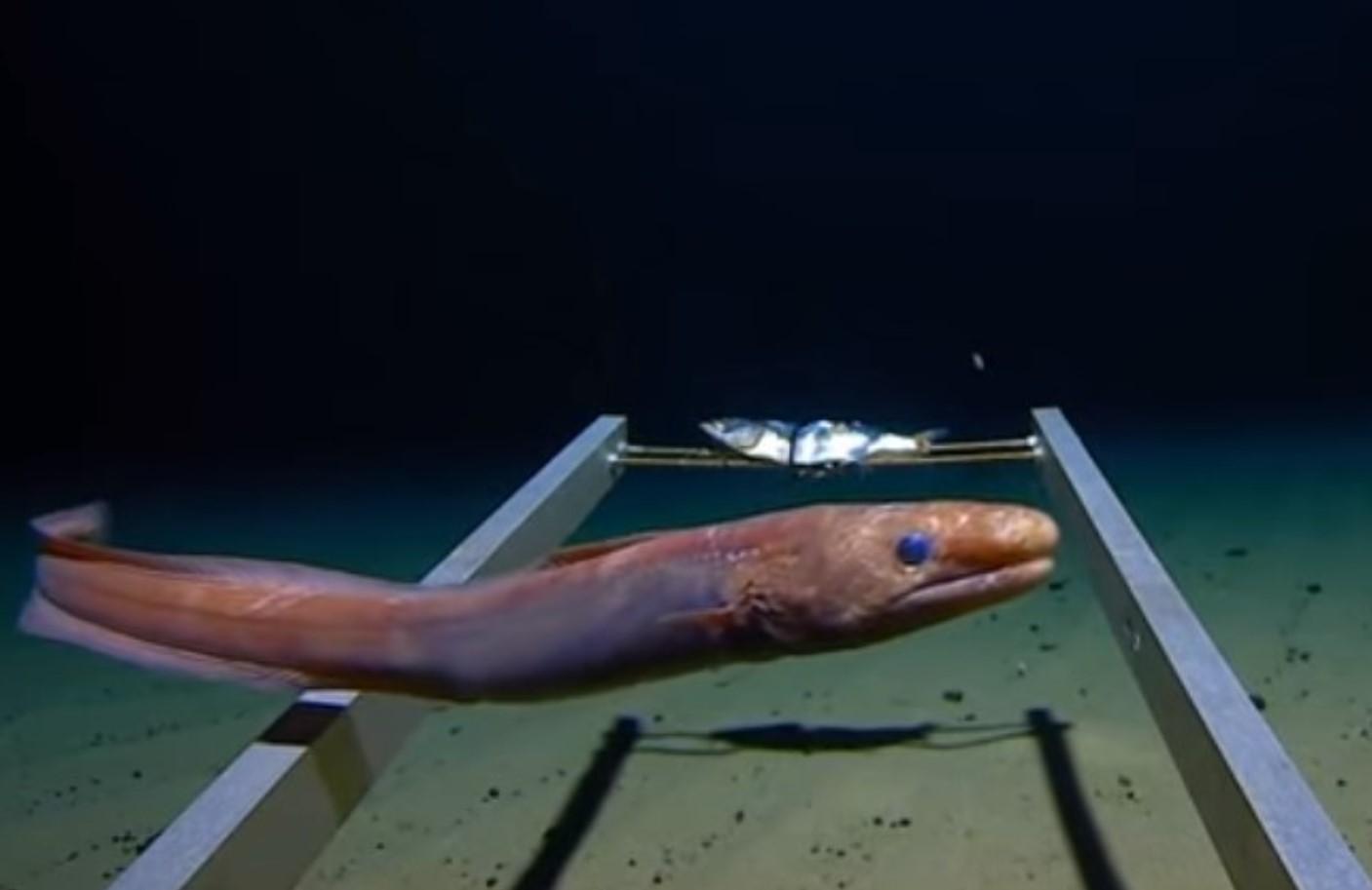 Fosse des Mariannes : Profondeur, où elle se trouve et animaux