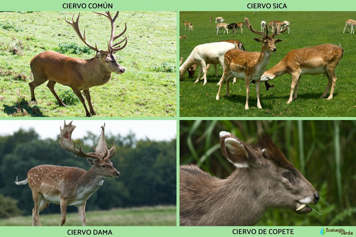 Types de cervidés - Classification, spécimens, distribution et habitats