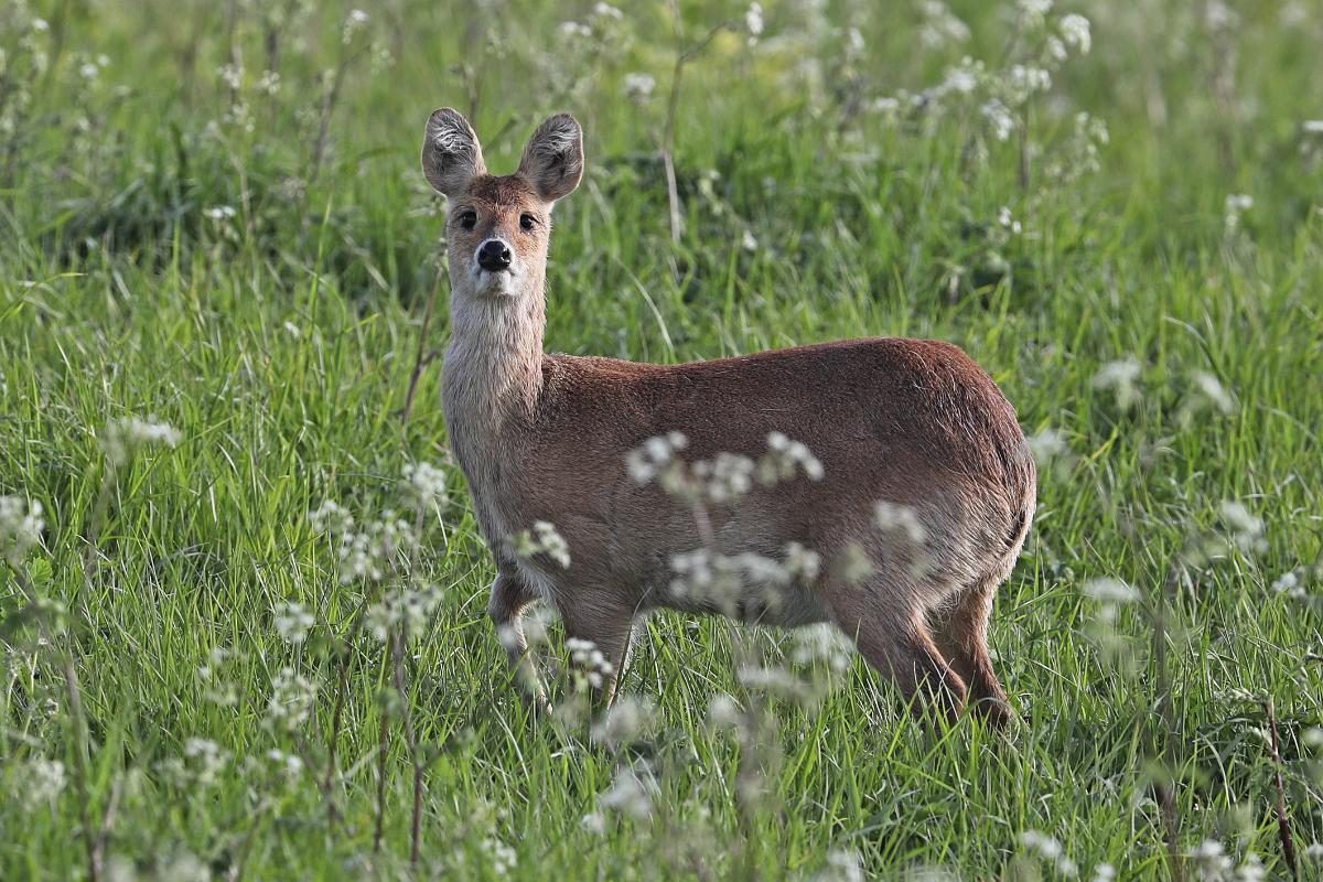 Types de cervidés - Classification, spécimens, distribution et habitats