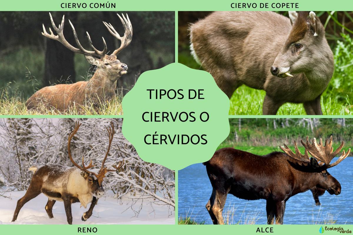 Types de cervidés - Classification, spécimens, distribution et habitats