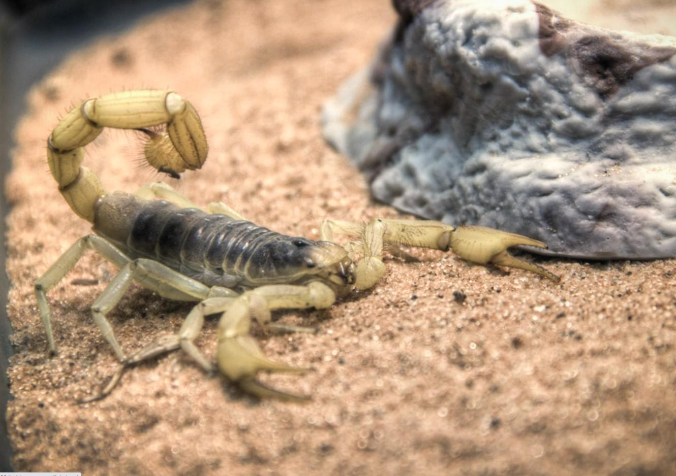 10 ANIMAUX à DARD - NOMS, CARACTÉRISTIQUES et PHOTOS