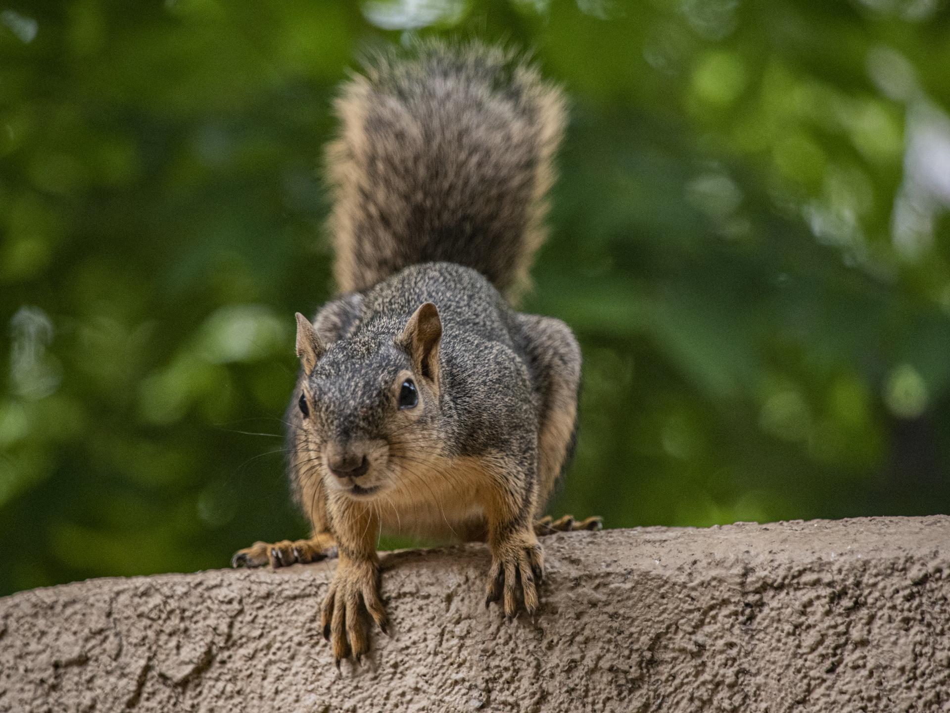 Animaux en ville - Faune urbaine