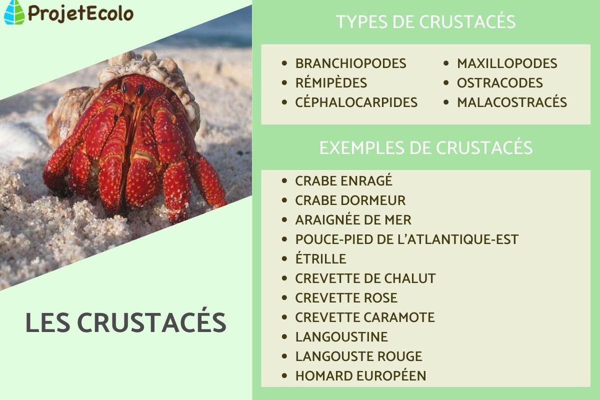 CRUSTACÉS : DÉFINITION, TYPES, CARACTÉRISTIQUES et EXEMPLES