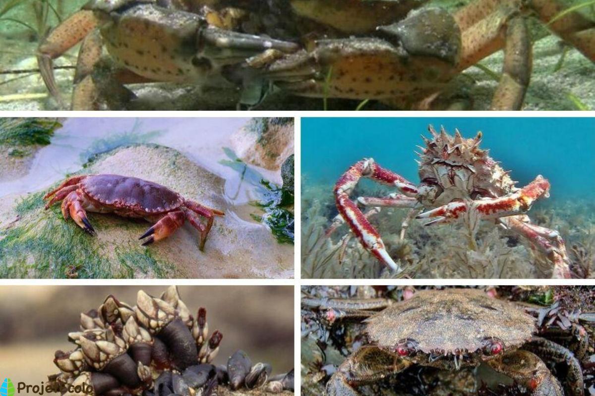 CRUSTACÉS : DÉFINITION, TYPES, CARACTÉRISTIQUES et EXEMPLES