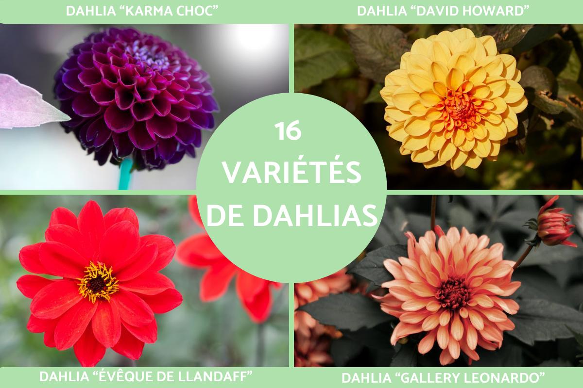 16 Variétés de dahlias - Noms et photos