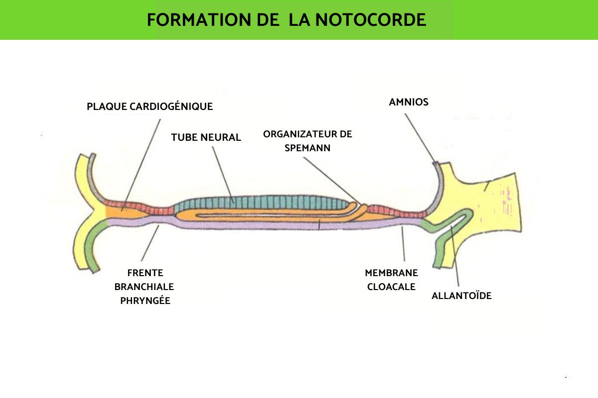 Chordés : Définition, caractéristiques et exemples