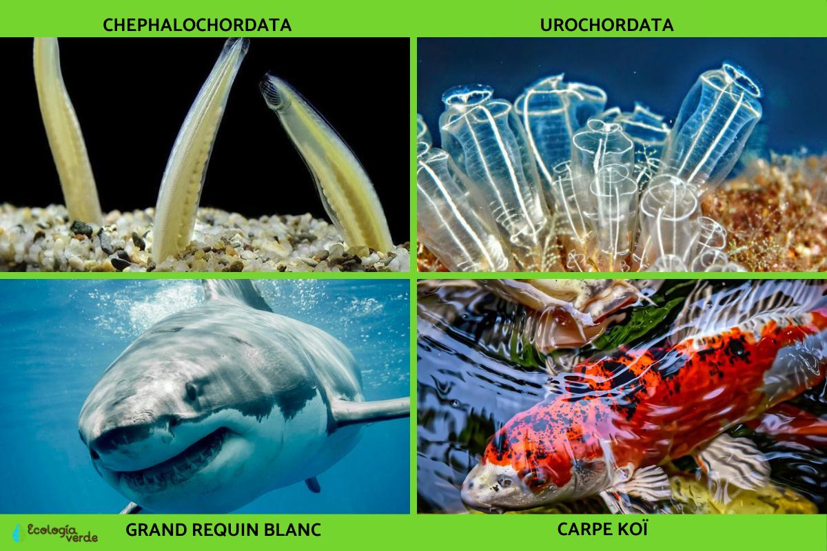 Chordés : Définition, caractéristiques et exemples