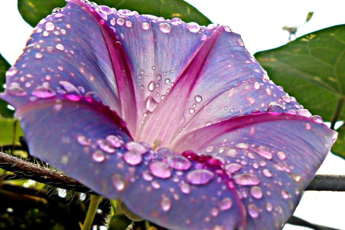 Rosée : définition et point de rosée