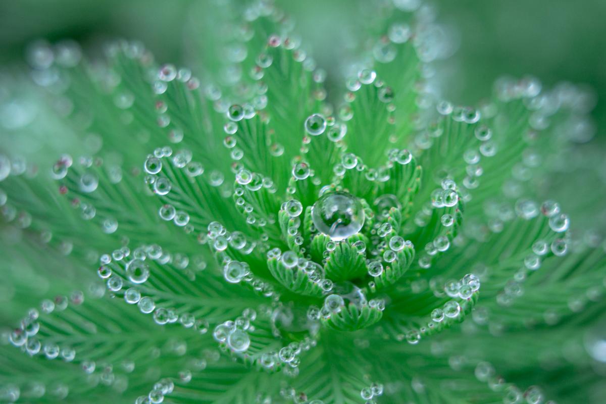 Rosée : définition et point de rosée