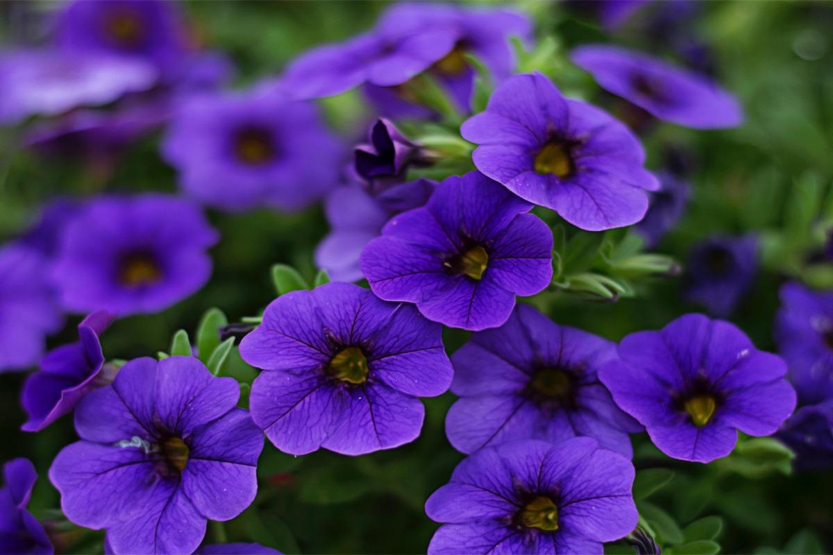10 plantes à fleurs violettes - Noms, caractéristiques et photos