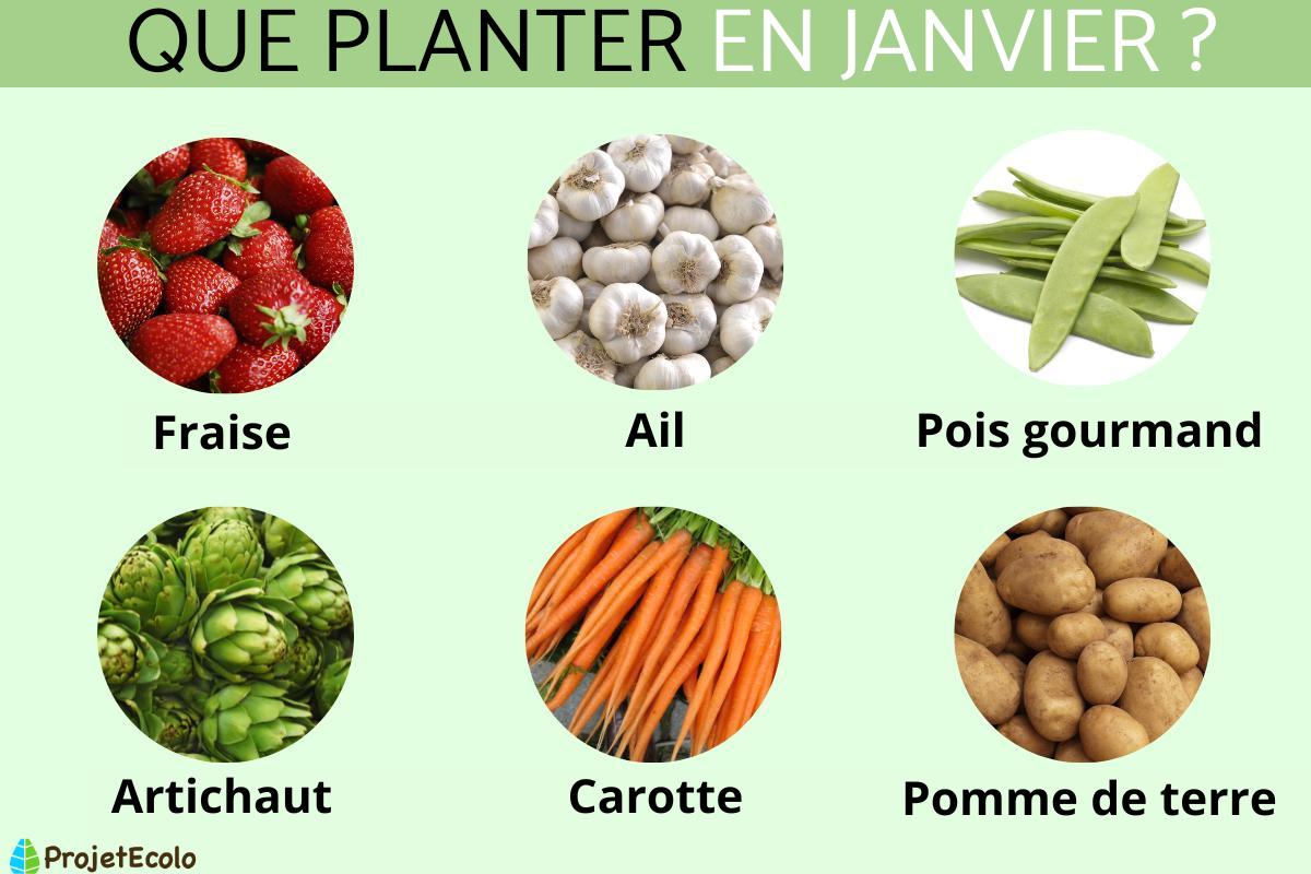 Que planter en Janvier - Guide de Jardinage