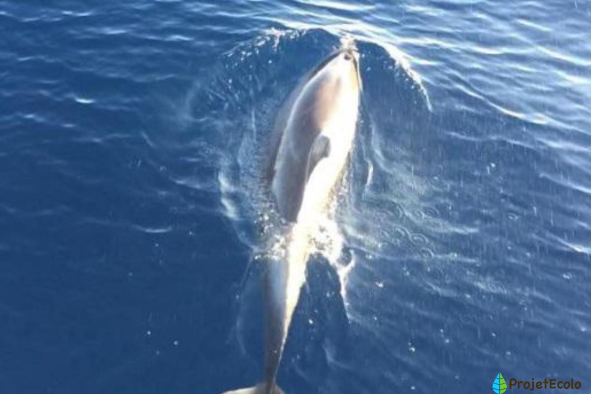 QUE MANGE le DAUPHIN - ALIMENTATION du DAUPHIN
