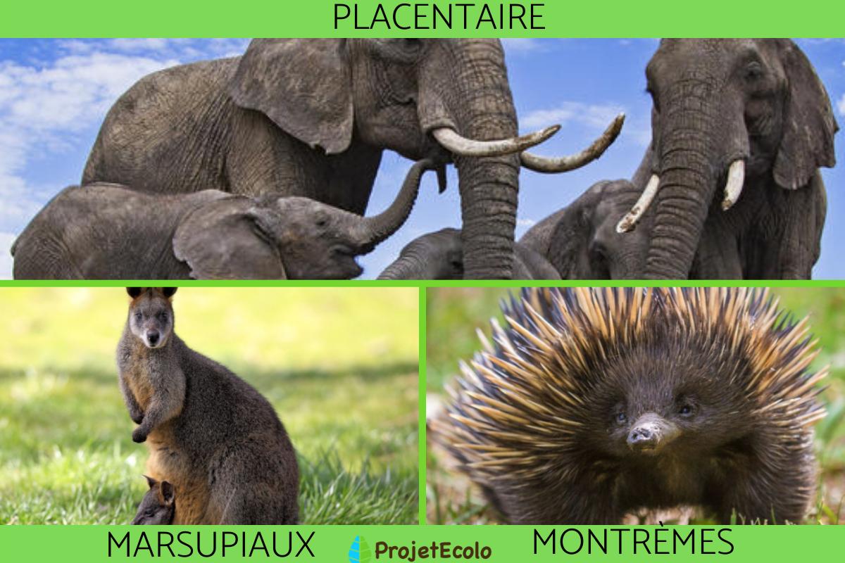 Qu'est-ce qu'un mammifère - Liste et caractéristiques