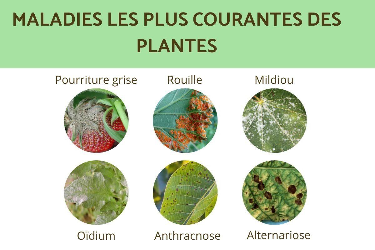 Maladies des plantes et insectes ravageurs - PHOTOS des maladies et des ...