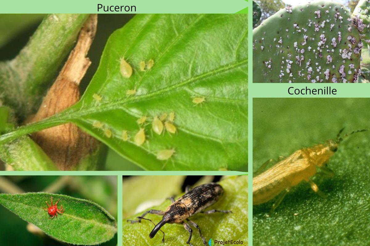 Maladies des plantes et insectes ravageurs - PHOTOS des maladies et des ...