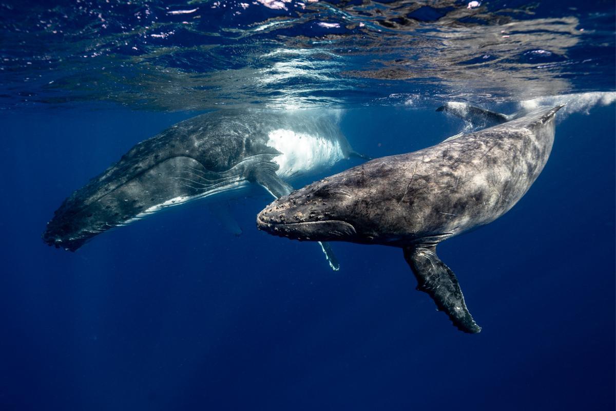 Biologie marine : Définition et importance