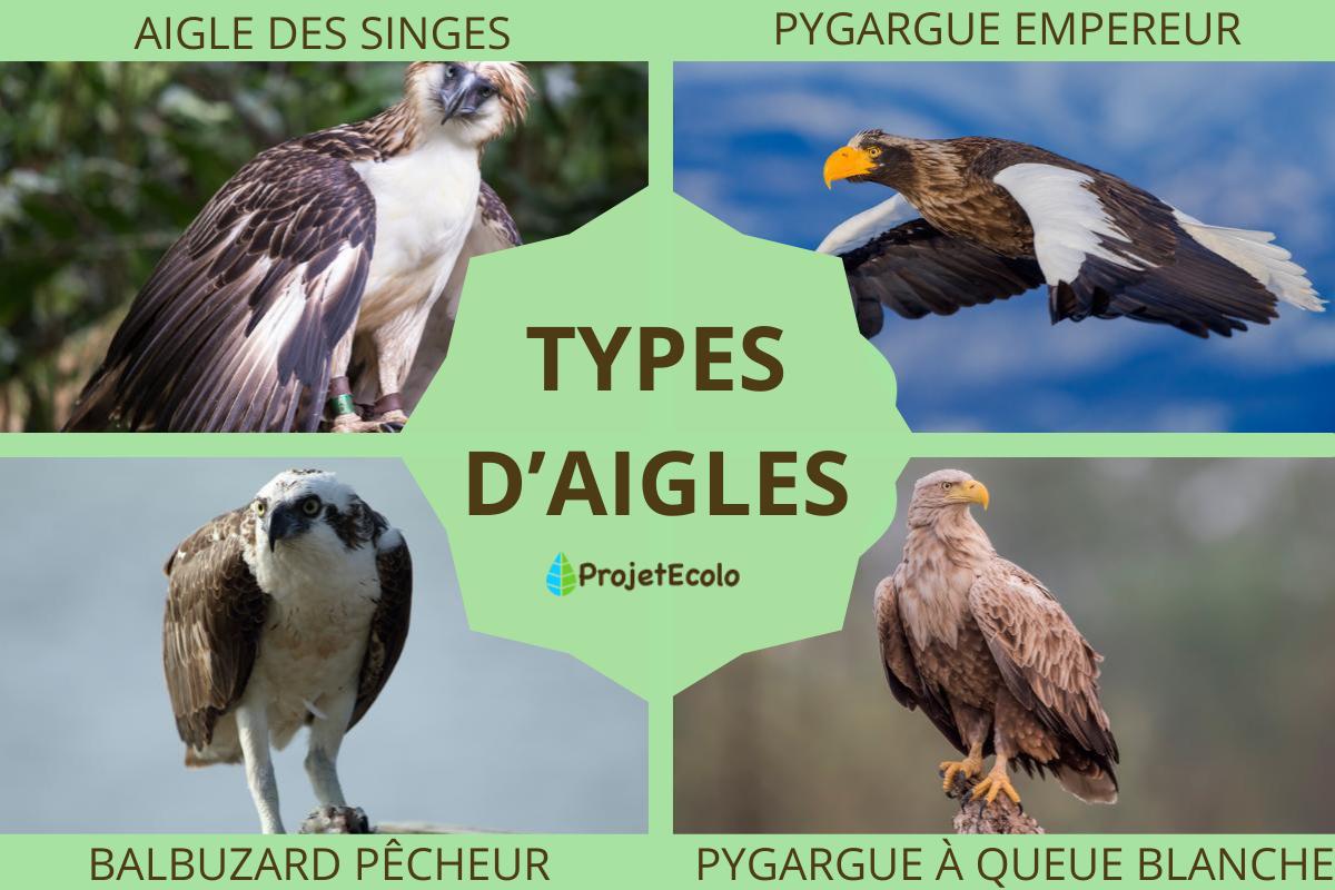 10 Types d'aigles - Noms et PHOTOS