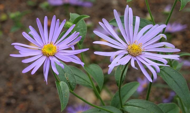 TOP 7 PLANTES VIVACES - LISTE de BELLES FLEURS VIVACES - Avec PHOTOS