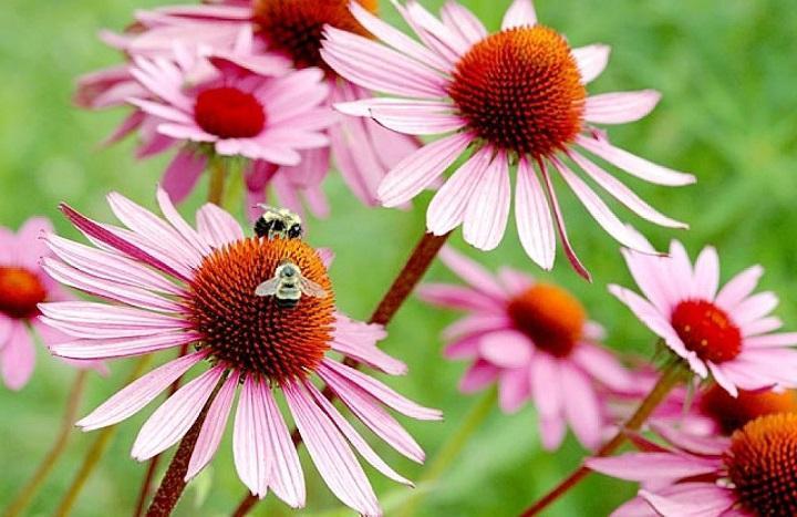TOP 7 PLANTES VIVACES - LISTE de BELLES FLEURS VIVACES - Avec PHOTOS