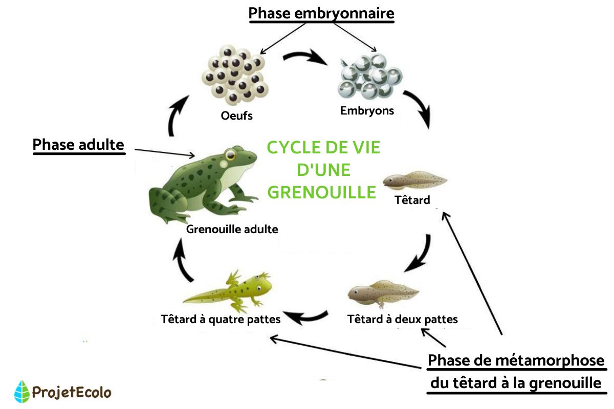 Cycle de vie d'une grenouille : étapes et images avec schéma Cycle de vie d'une grenouille : étapes et images avec schéma
