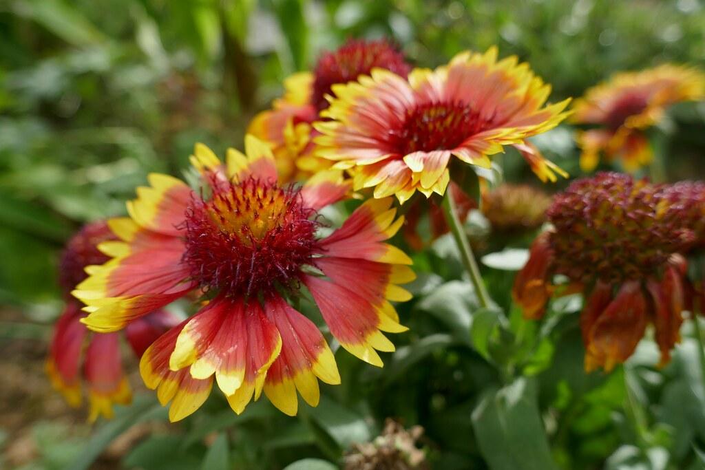 TOP 7 PLANTES VIVACES - LISTE de BELLES FLEURS VIVACES - Avec PHOTOS