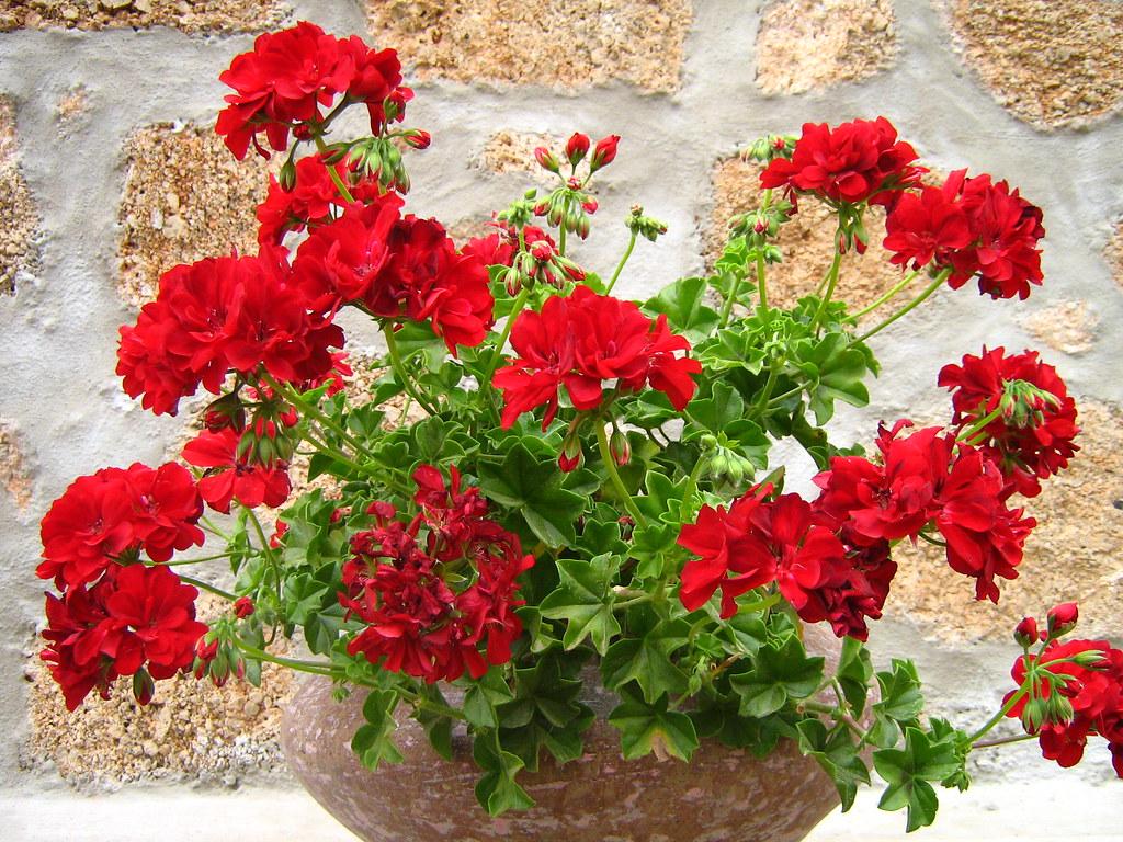 TOP 7 PLANTES VIVACES - LISTE de BELLES FLEURS VIVACES - Avec PHOTOS