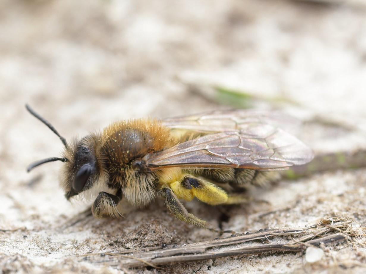 7 types d'abeilles - Noms, caractéristiques et photos