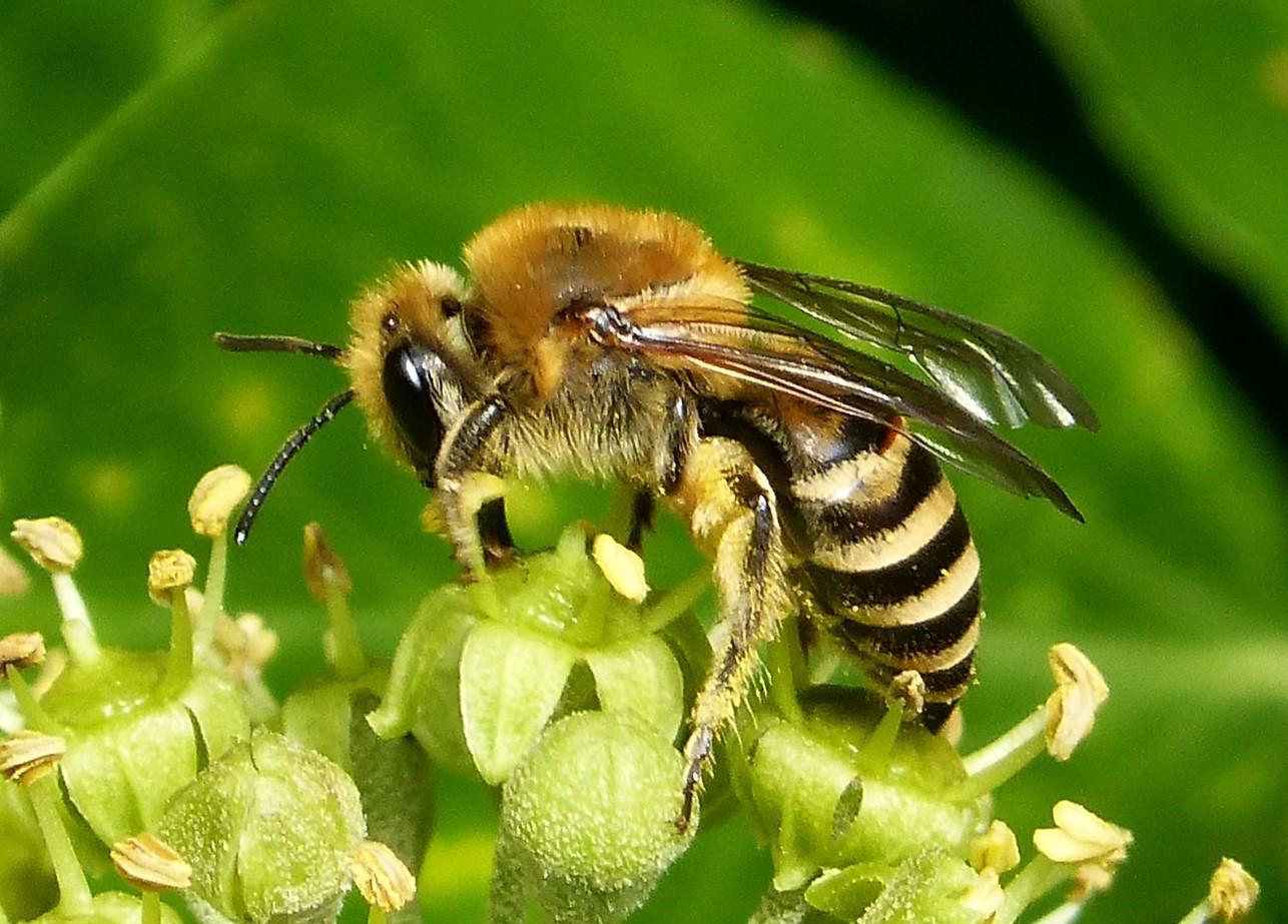 7 types d'abeilles - Noms, caractéristiques et photos