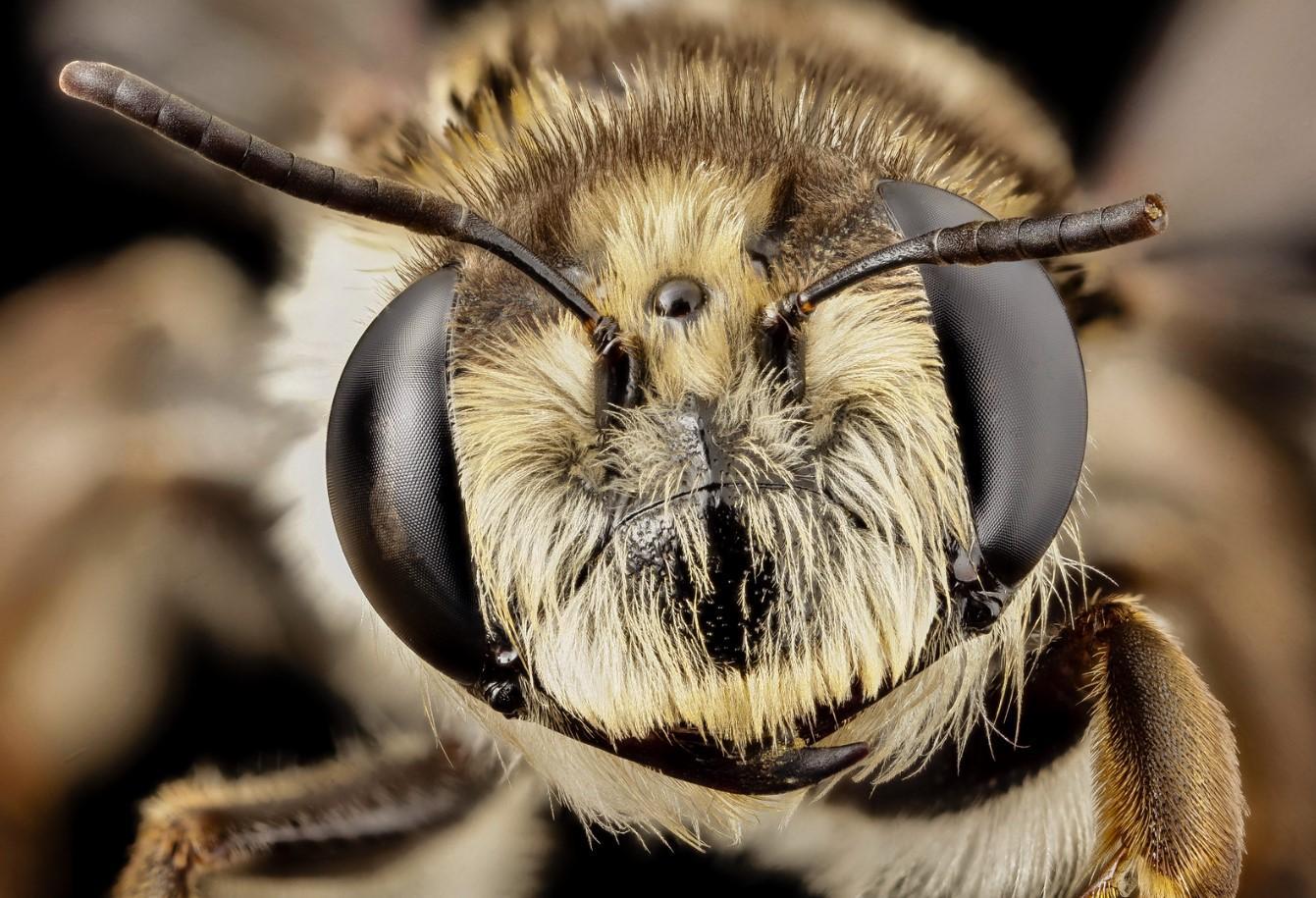 7 types d'abeilles - Noms, caractéristiques et photos