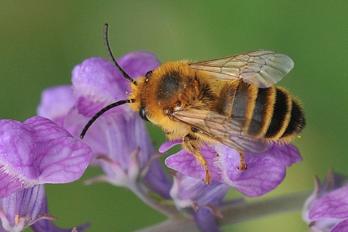7 types d'abeilles - Noms, caractéristiques et photos