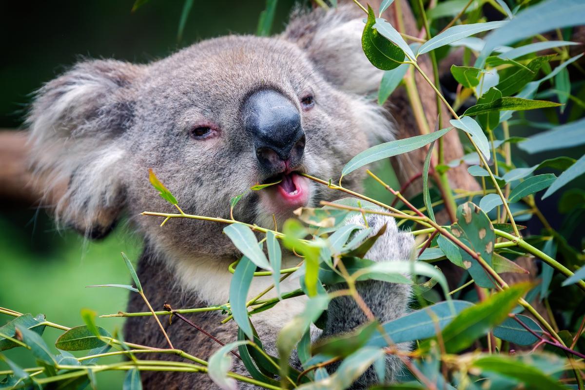 Que mange le koala ? - Exposé sur le koala