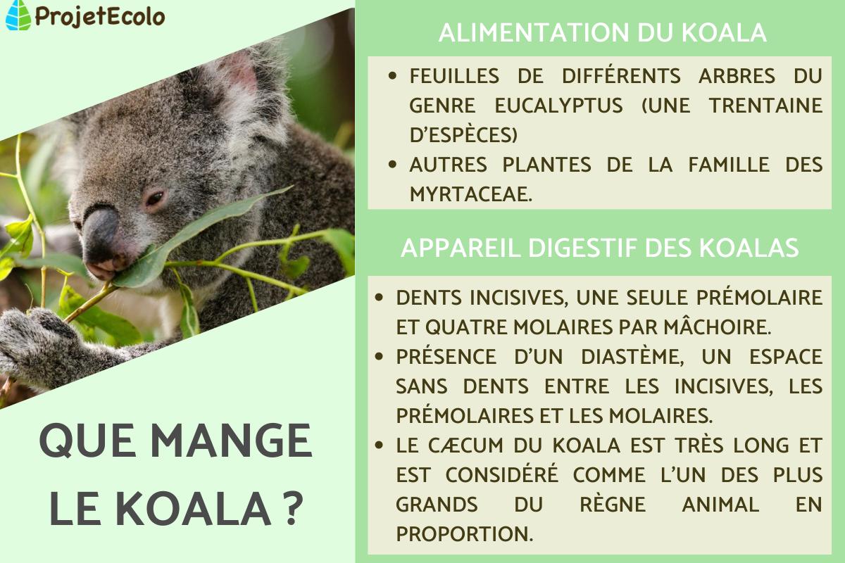 Que mange le koala ? - Exposé sur le koala