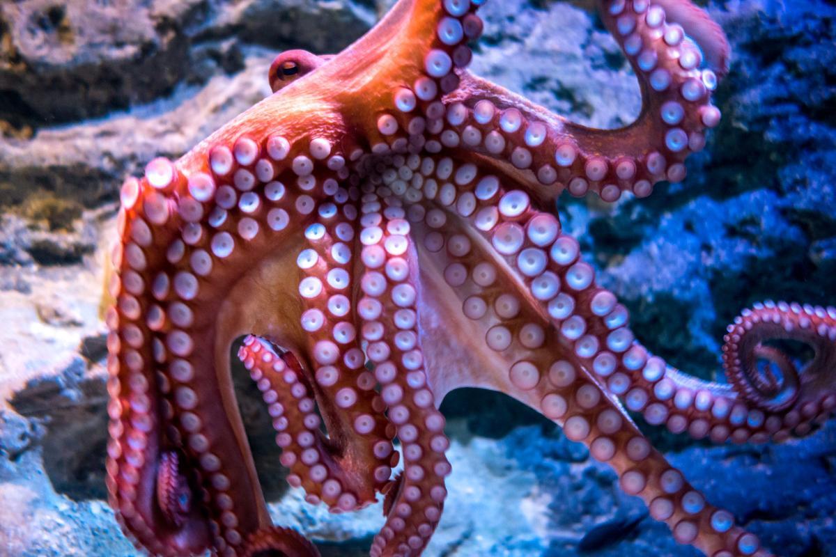 Anatomie du poulpe - Résumé et PHOTOS de l'anatomie d'un poulpe