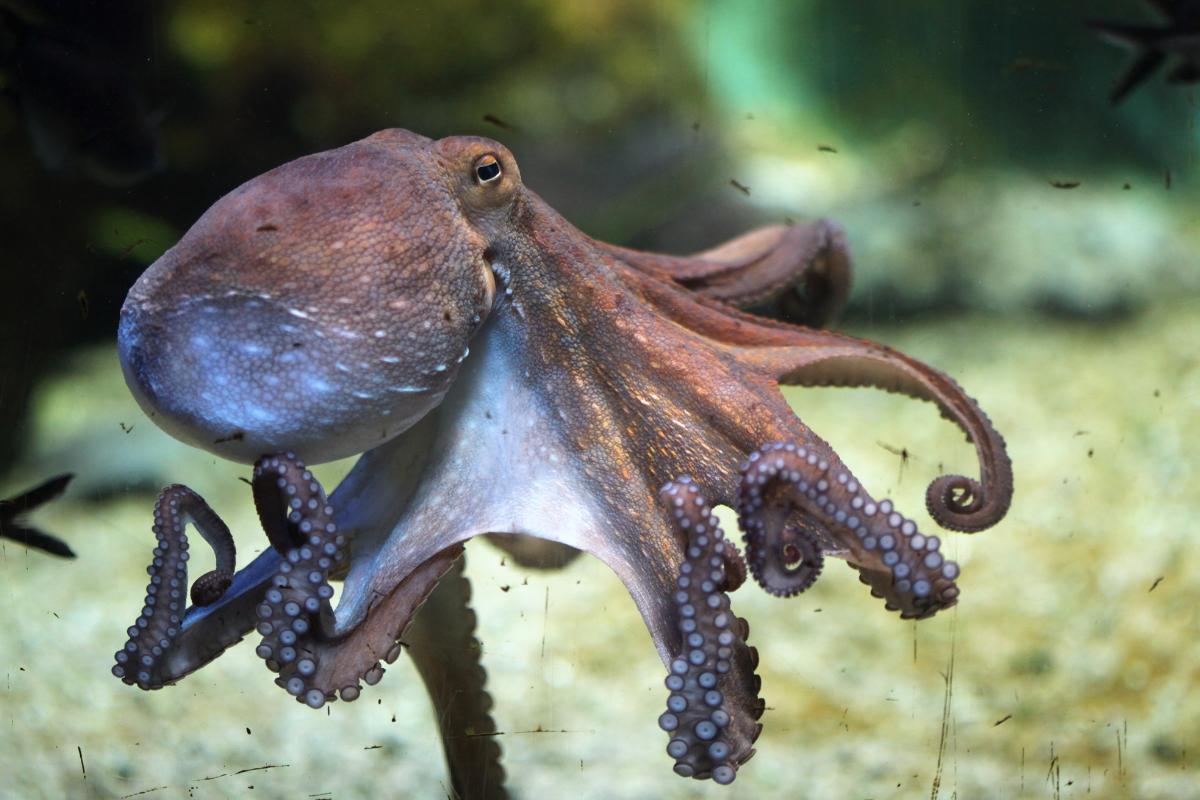 Anatomie du poulpe - Résumé et PHOTOS de l'anatomie d'un poulpe