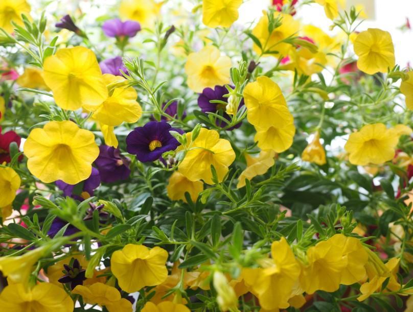 +20 PLANTES à FLEURS JAUNES - Noms et photos