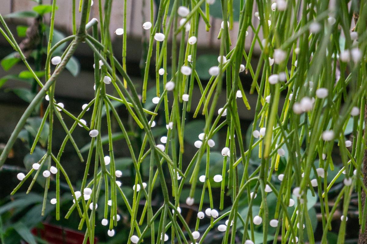 Rhipsalis baccifera : entretien, arrosage et bouture