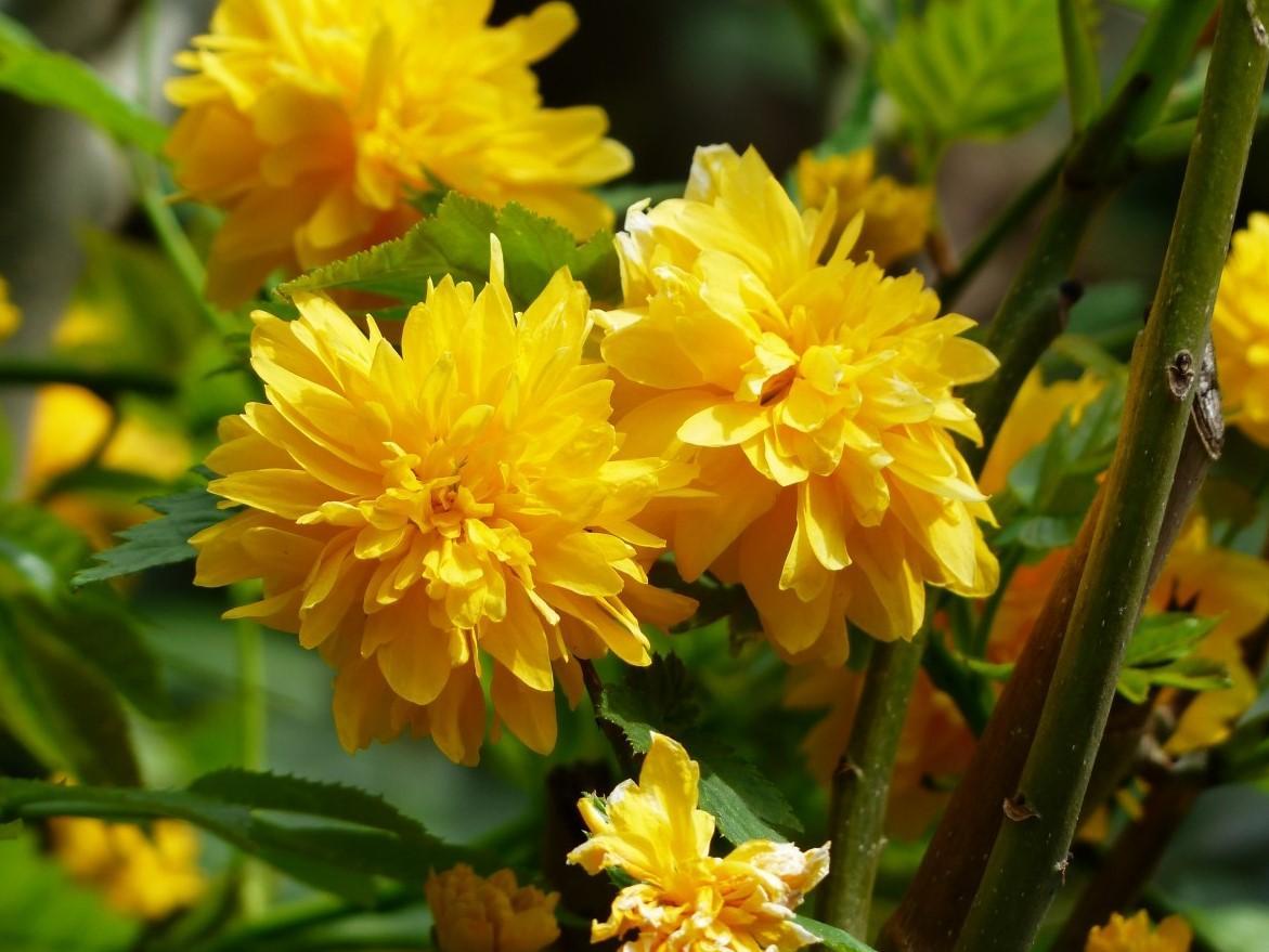 20 Plantes à Fleurs Jaunes Noms Et Photos