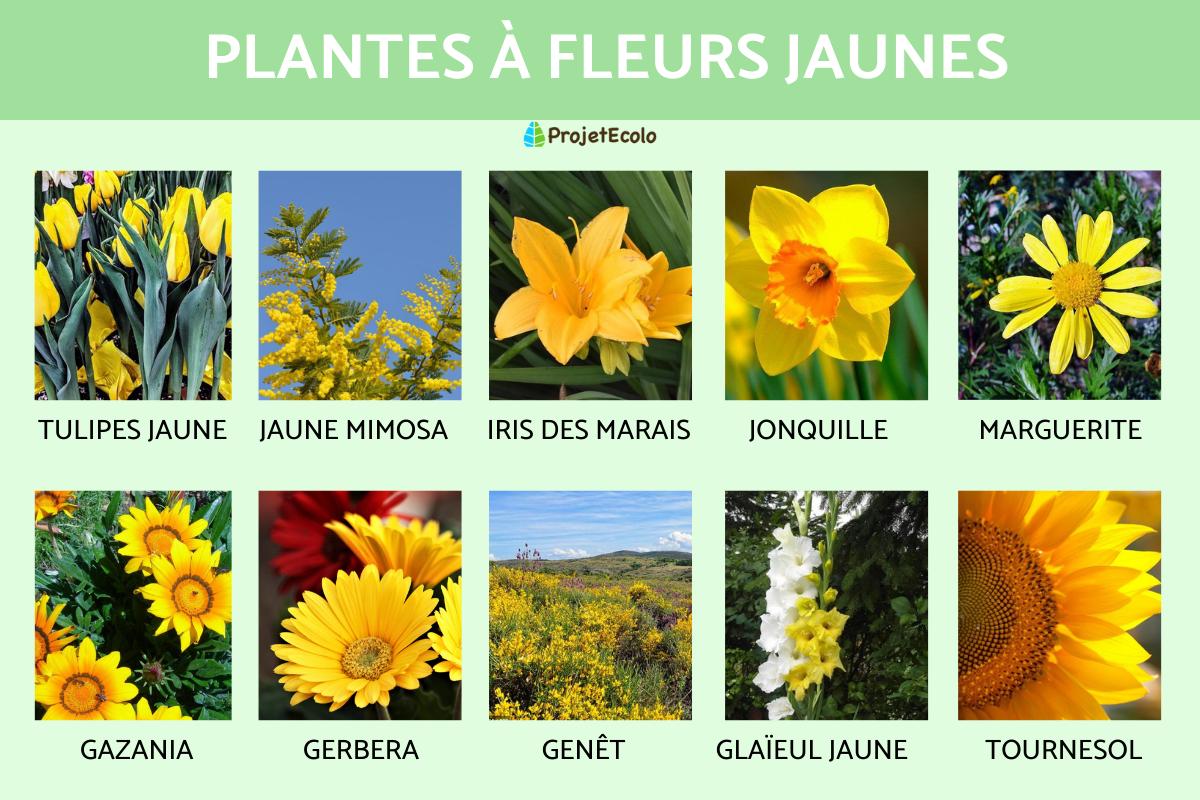 +20 PLANTES à FLEURS JAUNES - Noms et photos