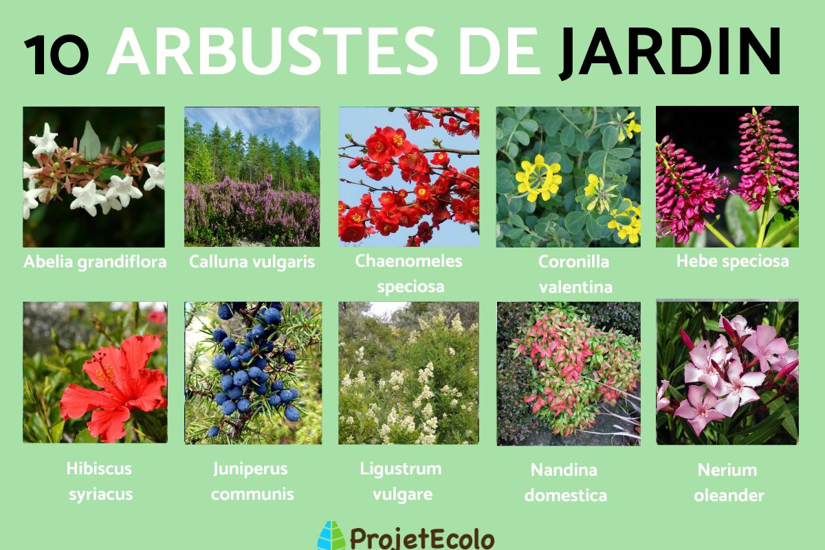 11 ARBUSTES de JARDIN - NOMS et PHOTOS