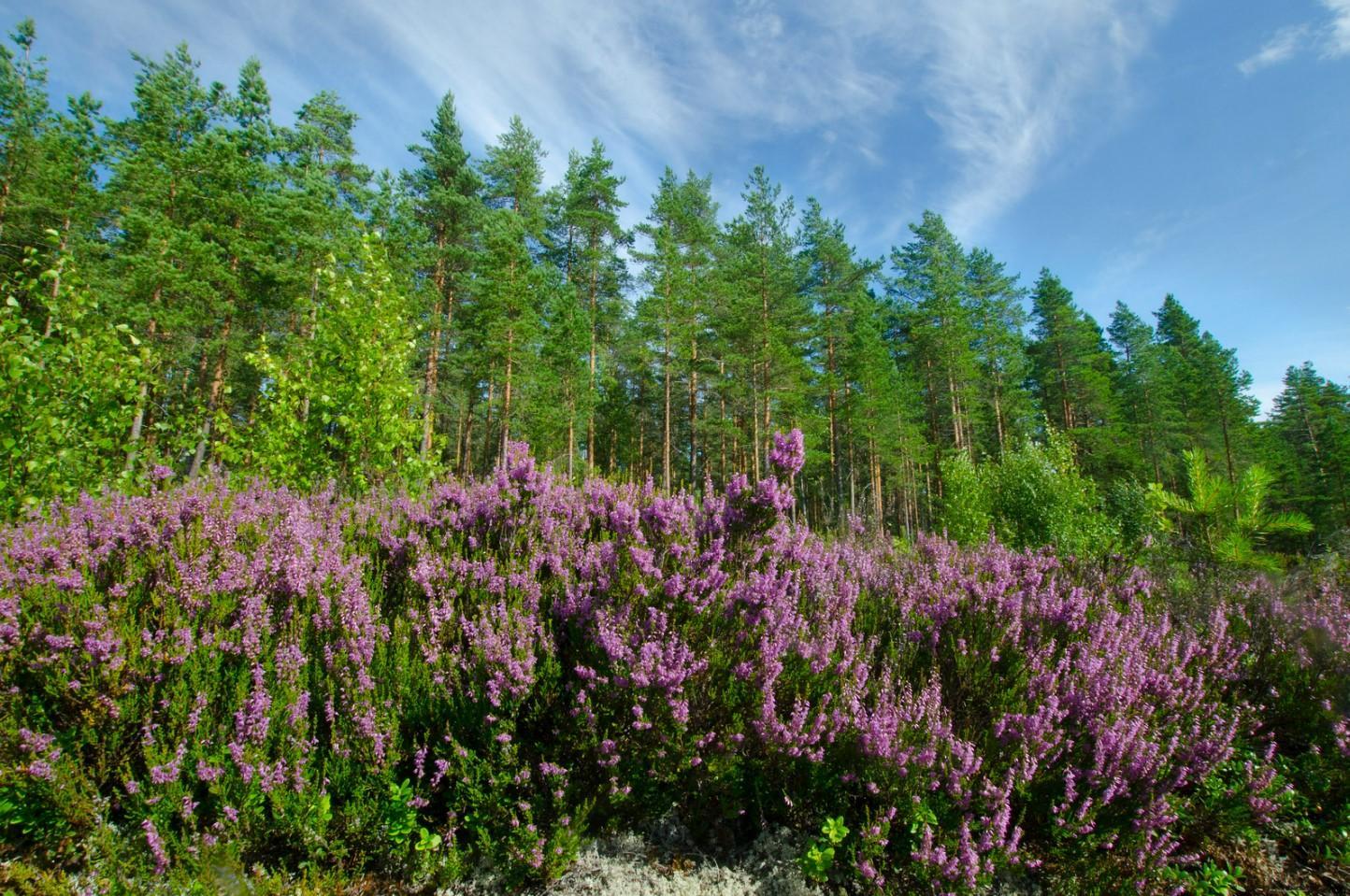 11 ARBUSTES de JARDIN - NOMS et PHOTOS