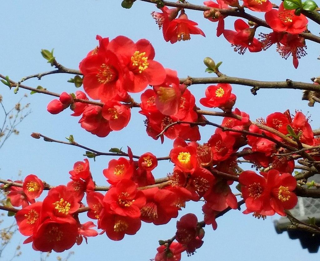 11 ARBUSTES de JARDIN - NOMS et PHOTOS