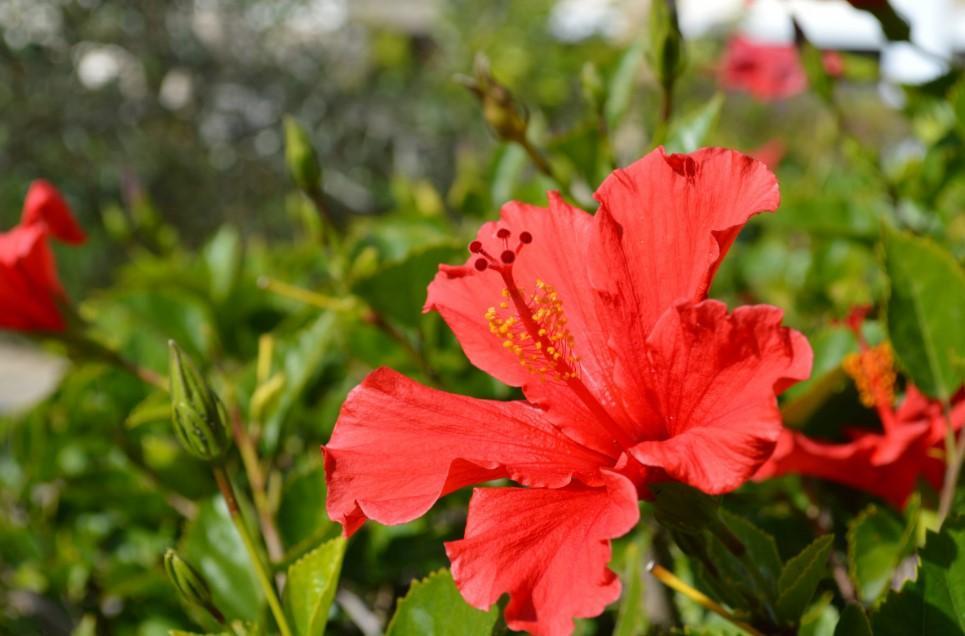 11 ARBUSTES de JARDIN - NOMS et PHOTOS